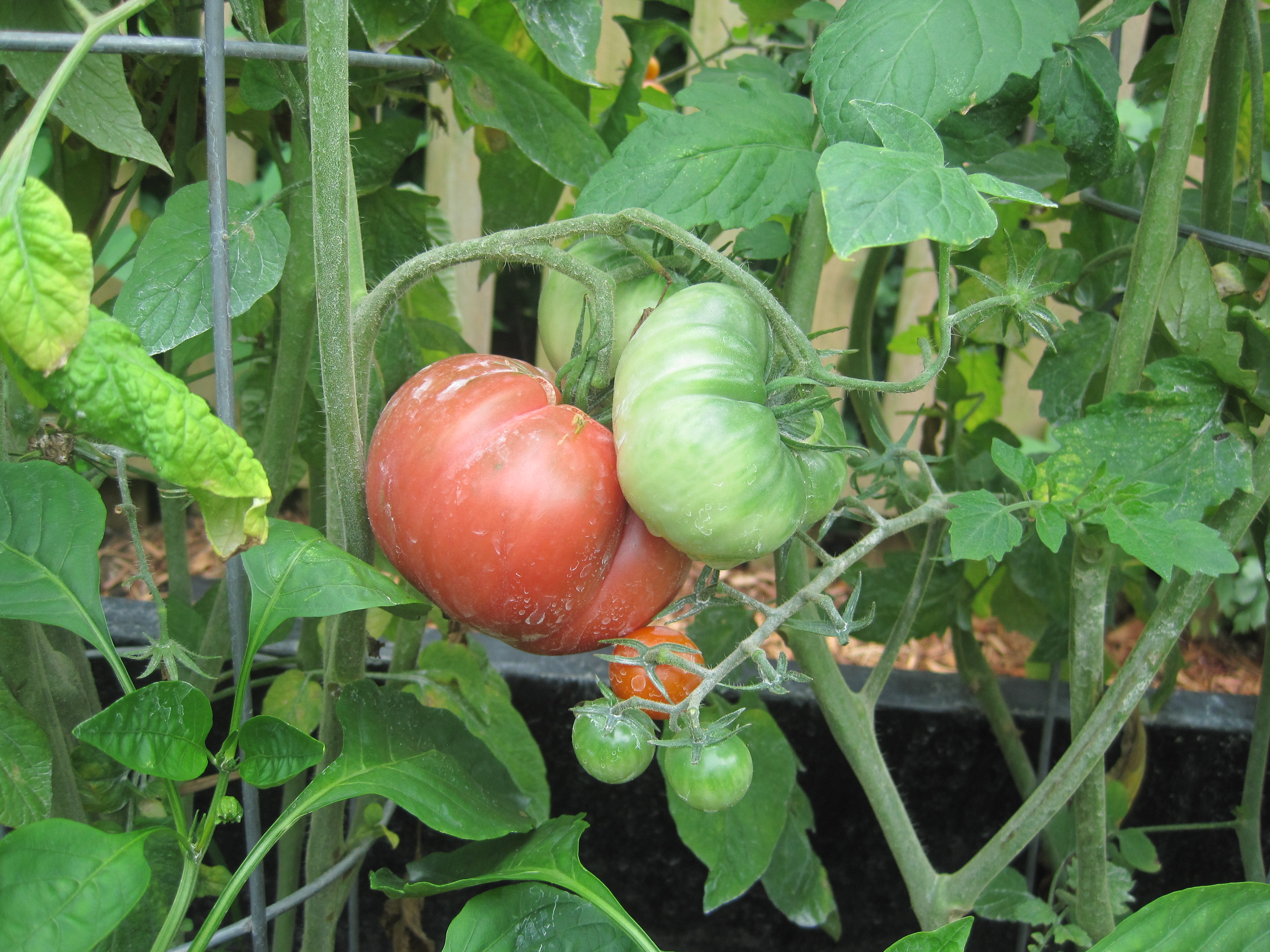 Giving the Tomatoes a Trim - Loving Here