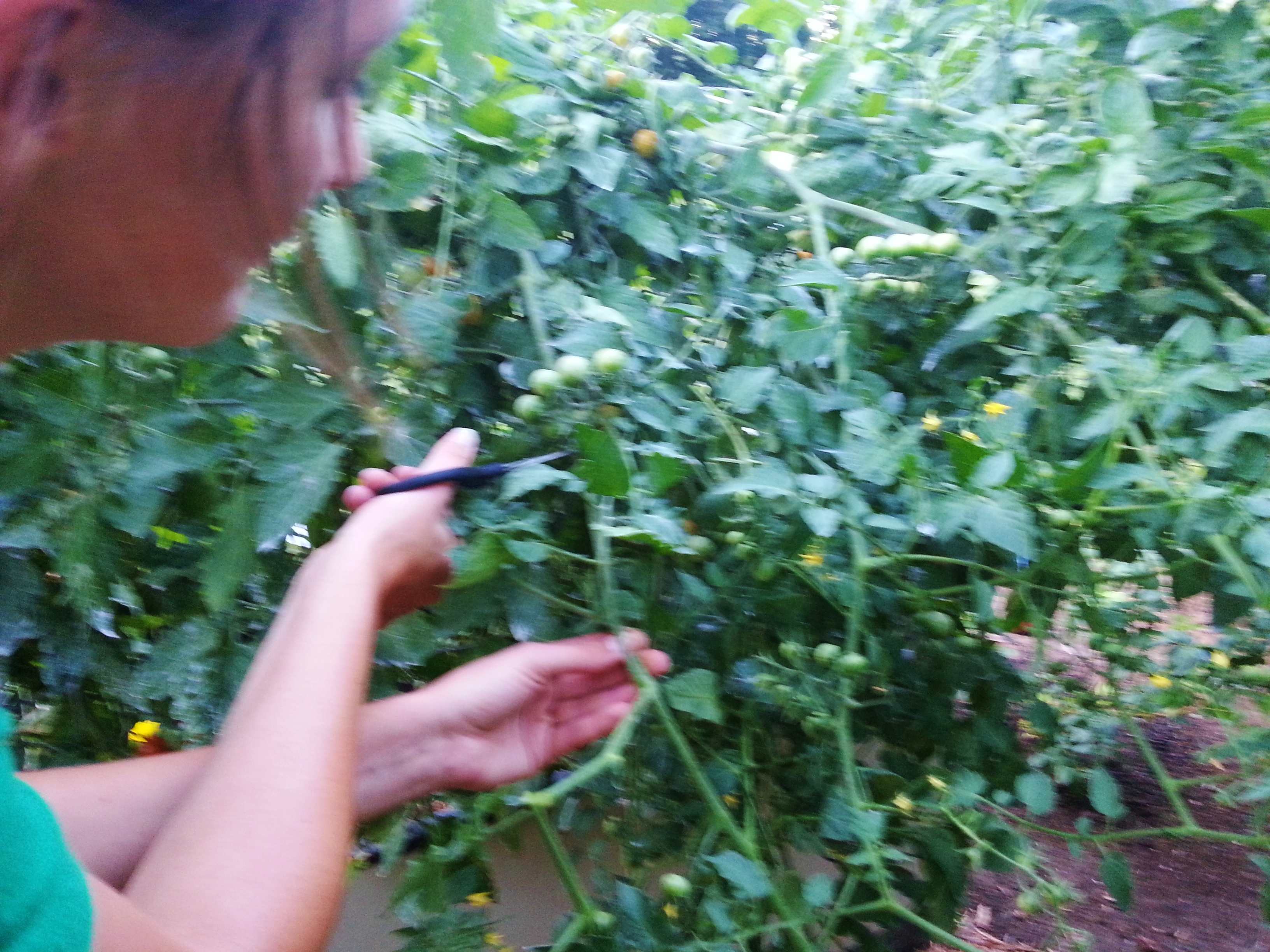 Giving the Tomatoes a Trim - Loving Here